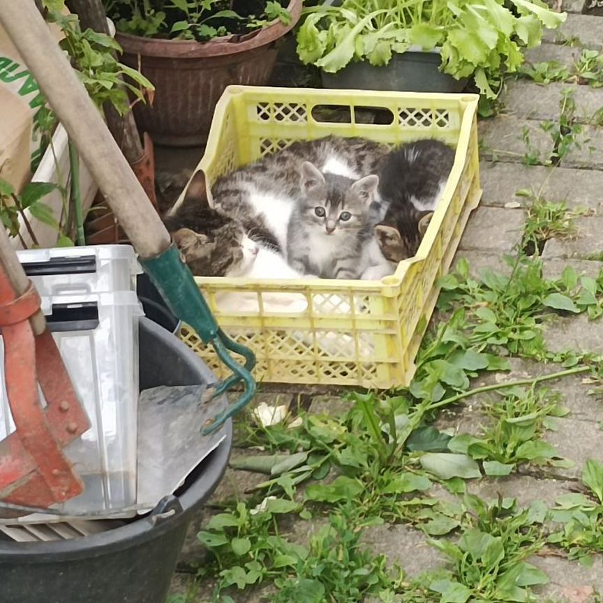 Отдам котят