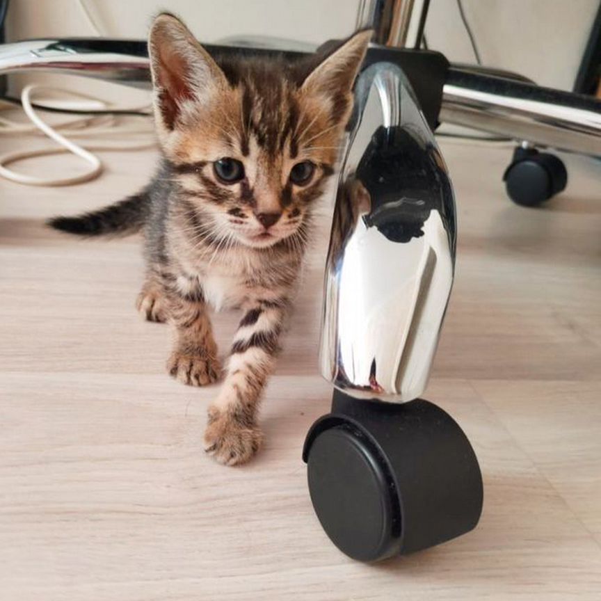 Котенок в добрые руки бесплатно