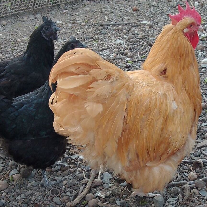 Молодые петухи