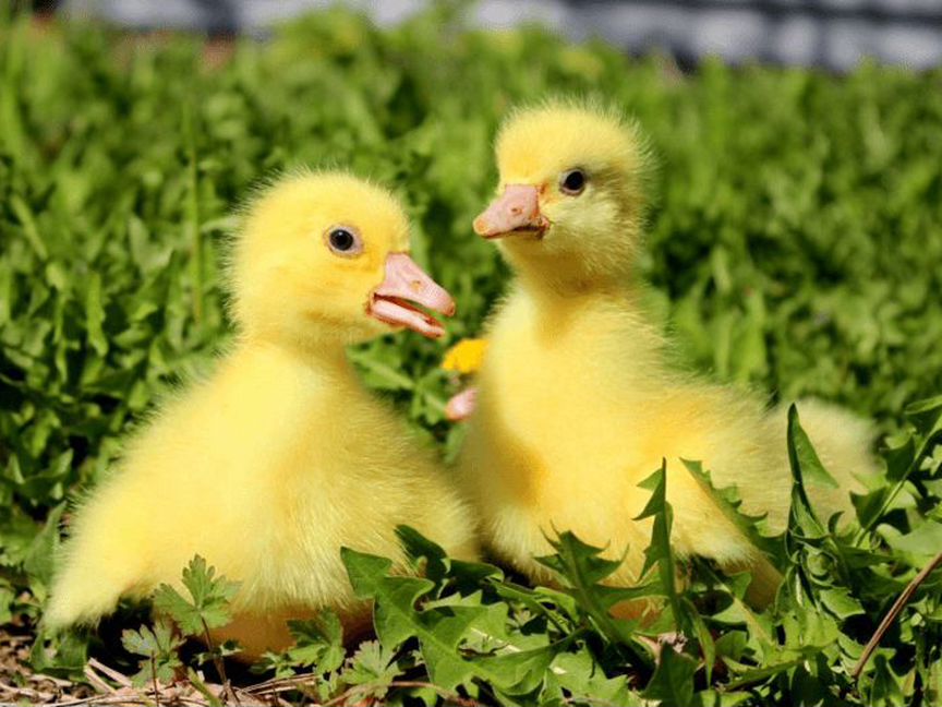 Гусята Линда, крупный серый