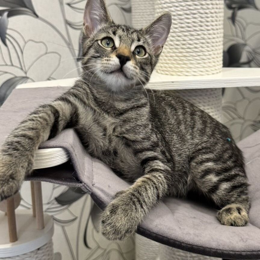 Котенок в добрые руки