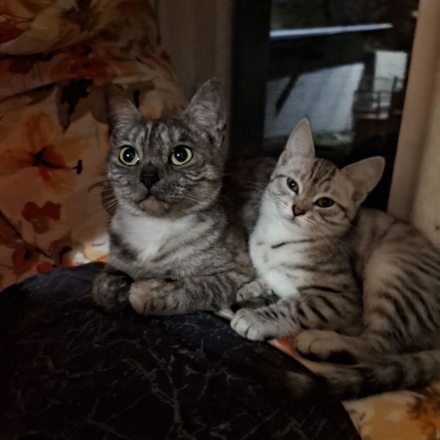 Отдам 2 кошки