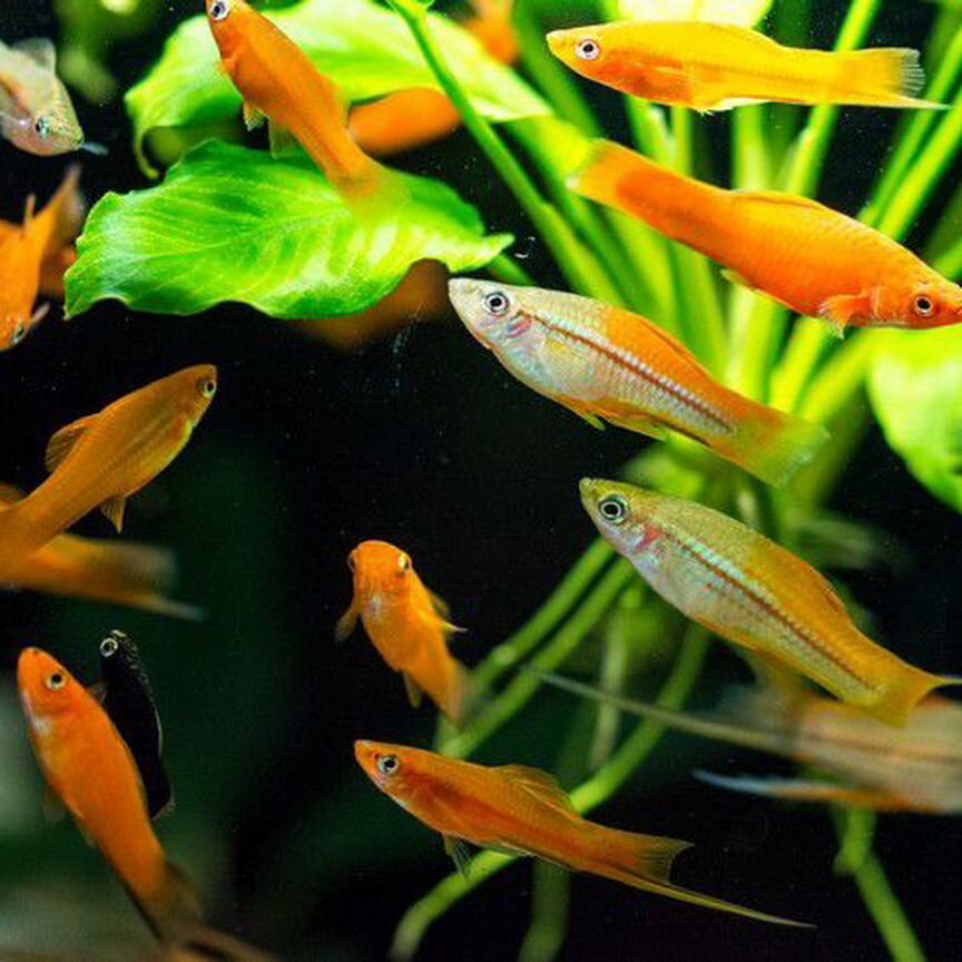 Мальки меченосцы