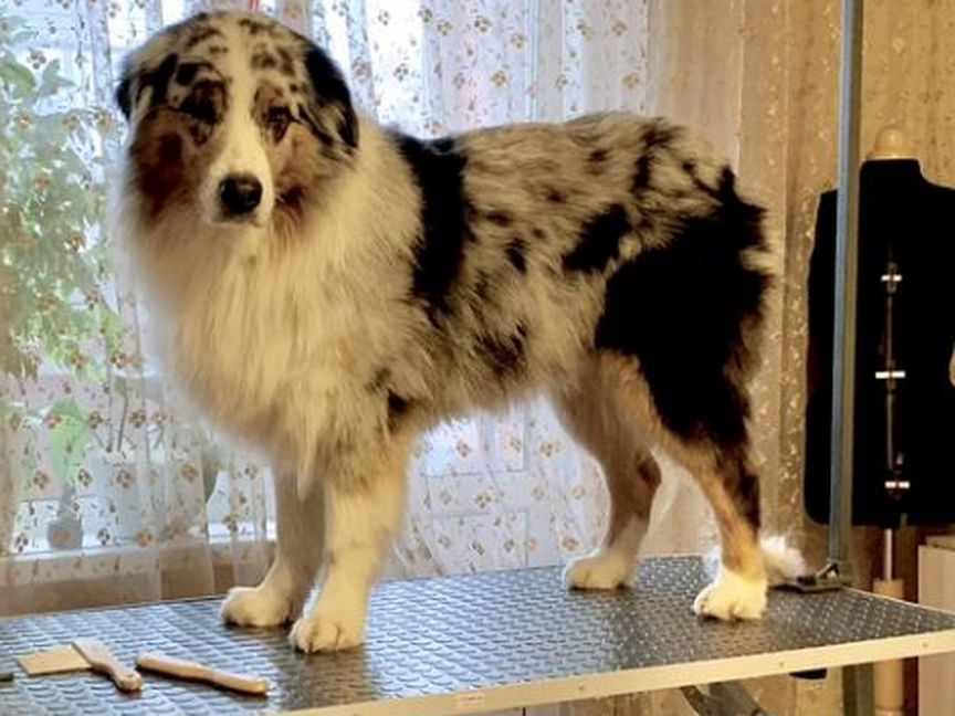 Стол для груминга складной (120х60) + П-кронштейн