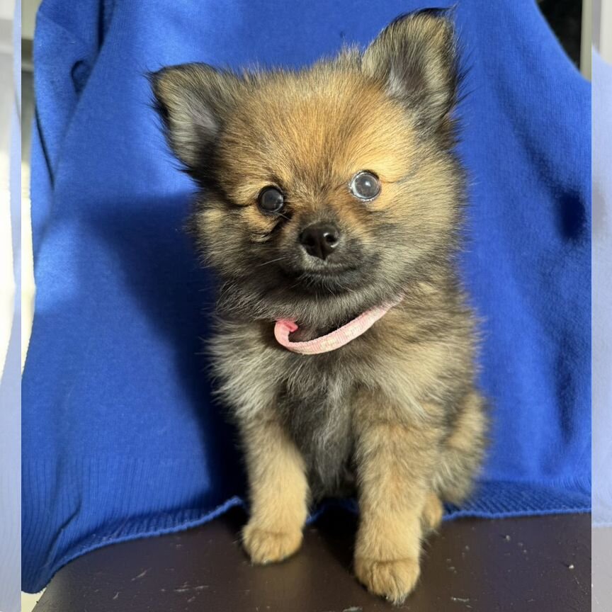 Немецкий шпиц, щенок