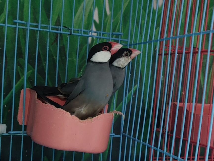 Рисовые амадины