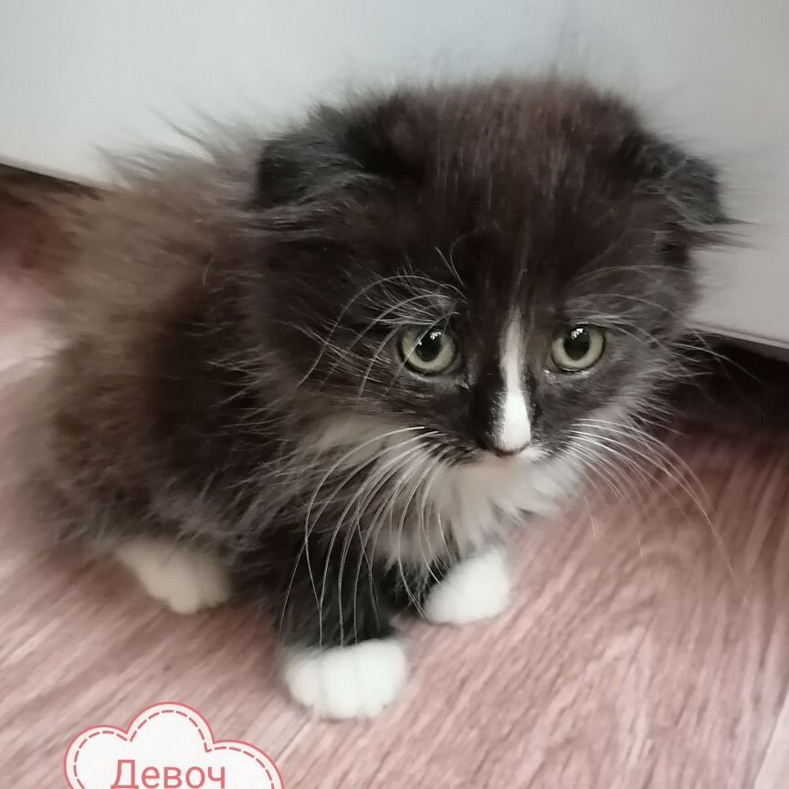 Котятки в добрые руки