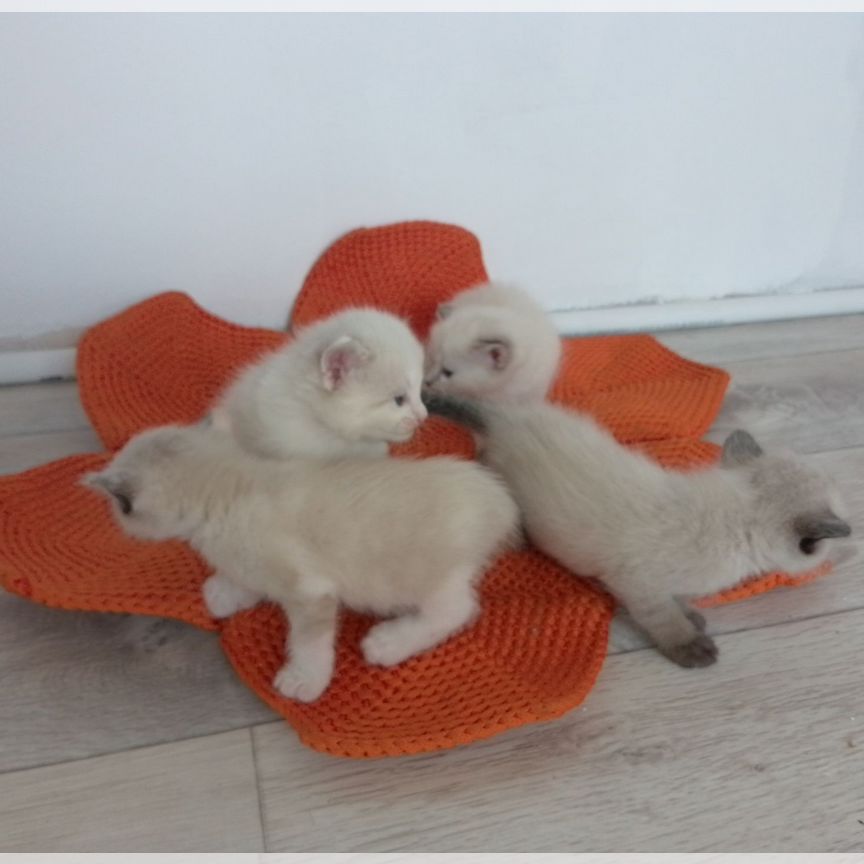 Котята в добрые руки бесплатно