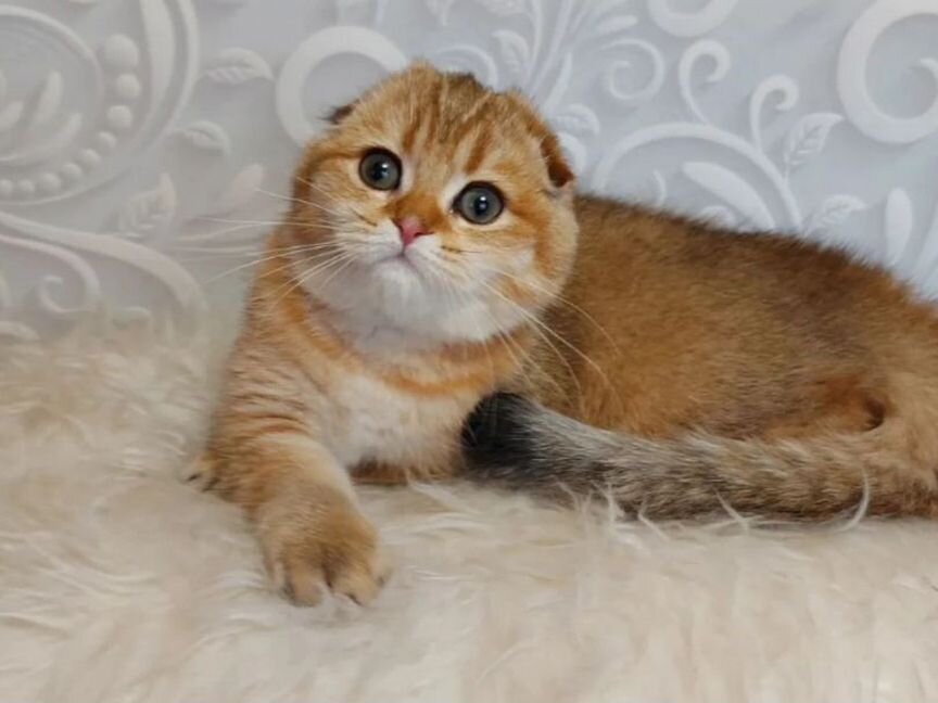 Шикарная девочка
