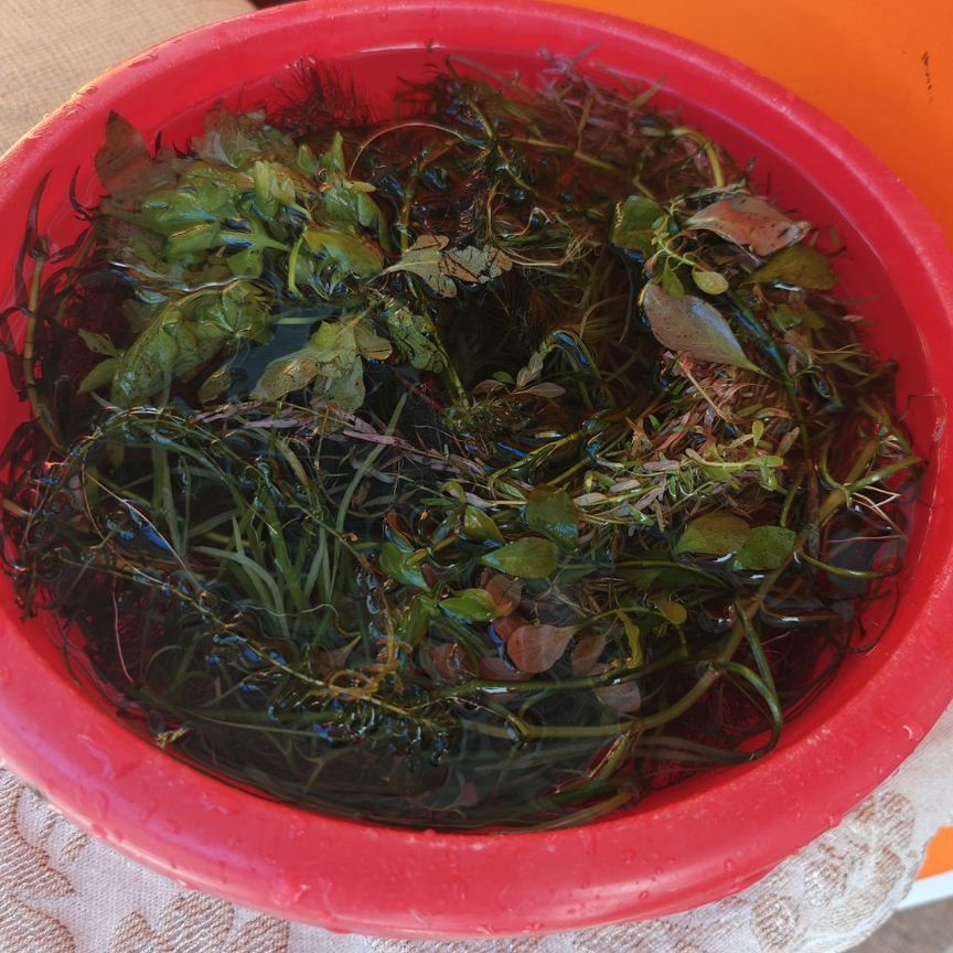 Аквариумное растение