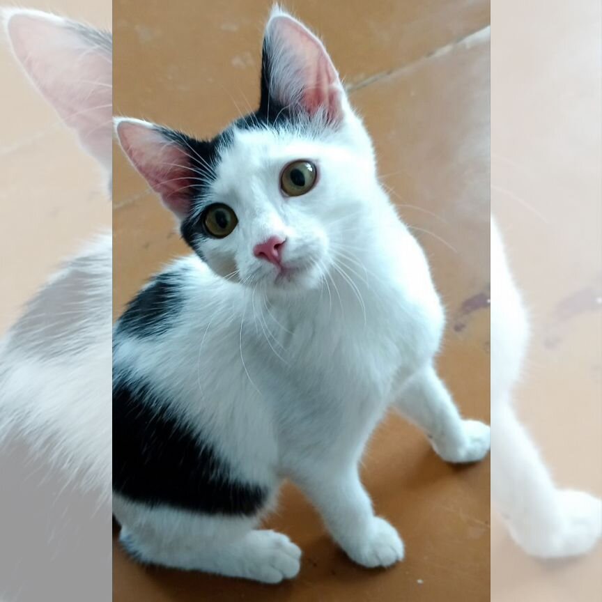 Котёнок в добрые руки