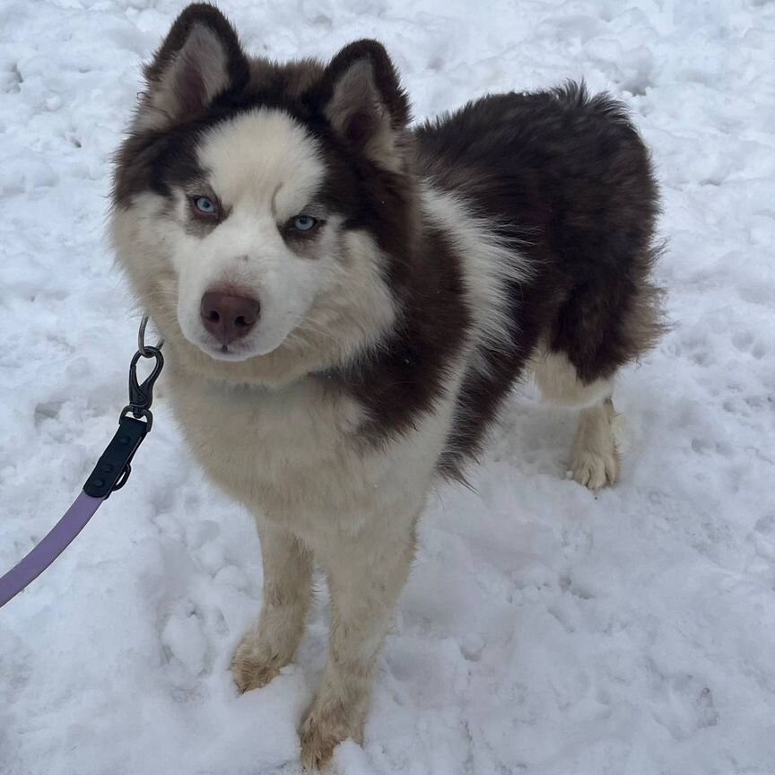 Сибирский хаски, взрослый пёс