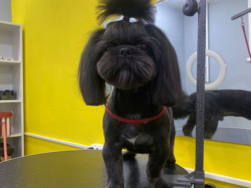 Вязка мальчик Щи-тцу