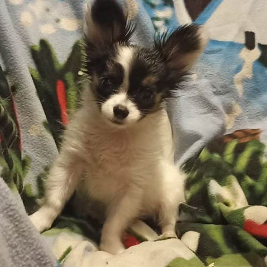 Щенки чихуахуа