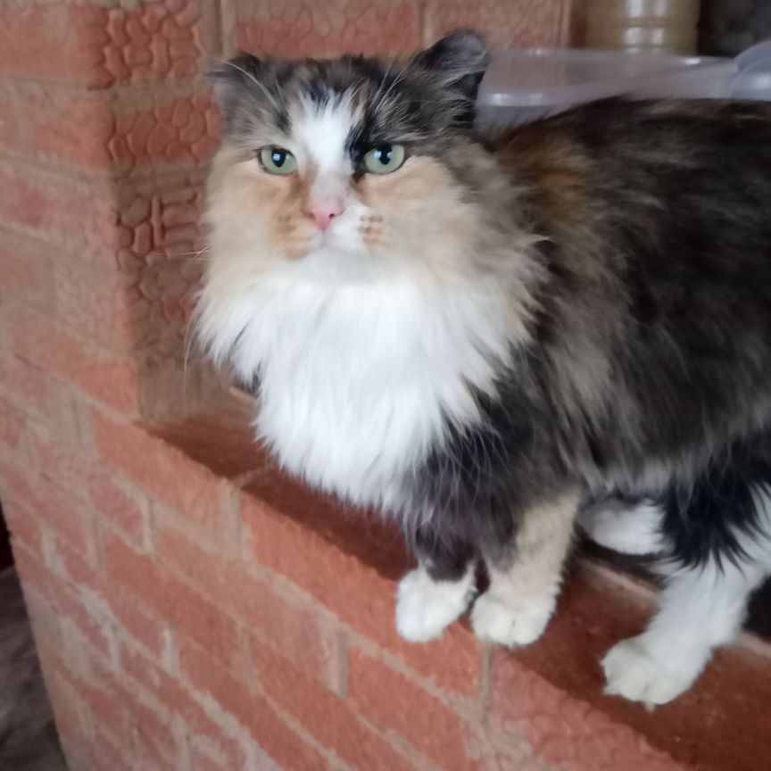 Кошка ищет семью