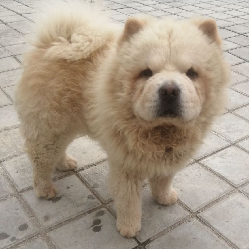 Чау-чау, взрослый пёс