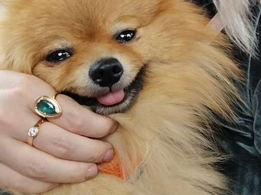 Померанский шпиц вязка кобель