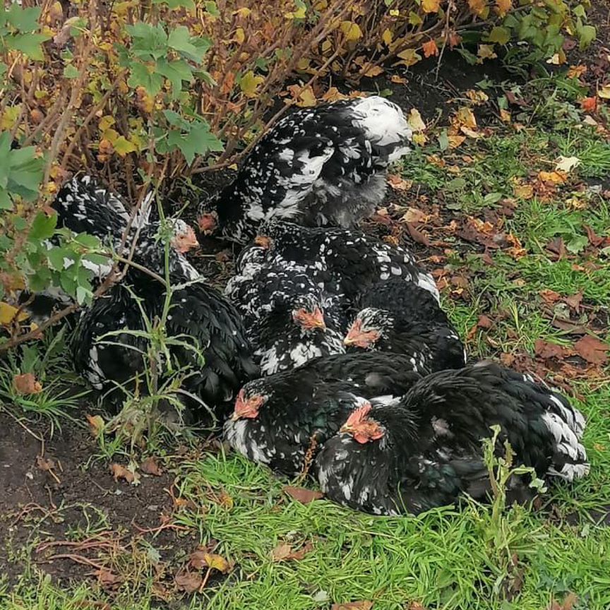 Куры кохинхин мраморные