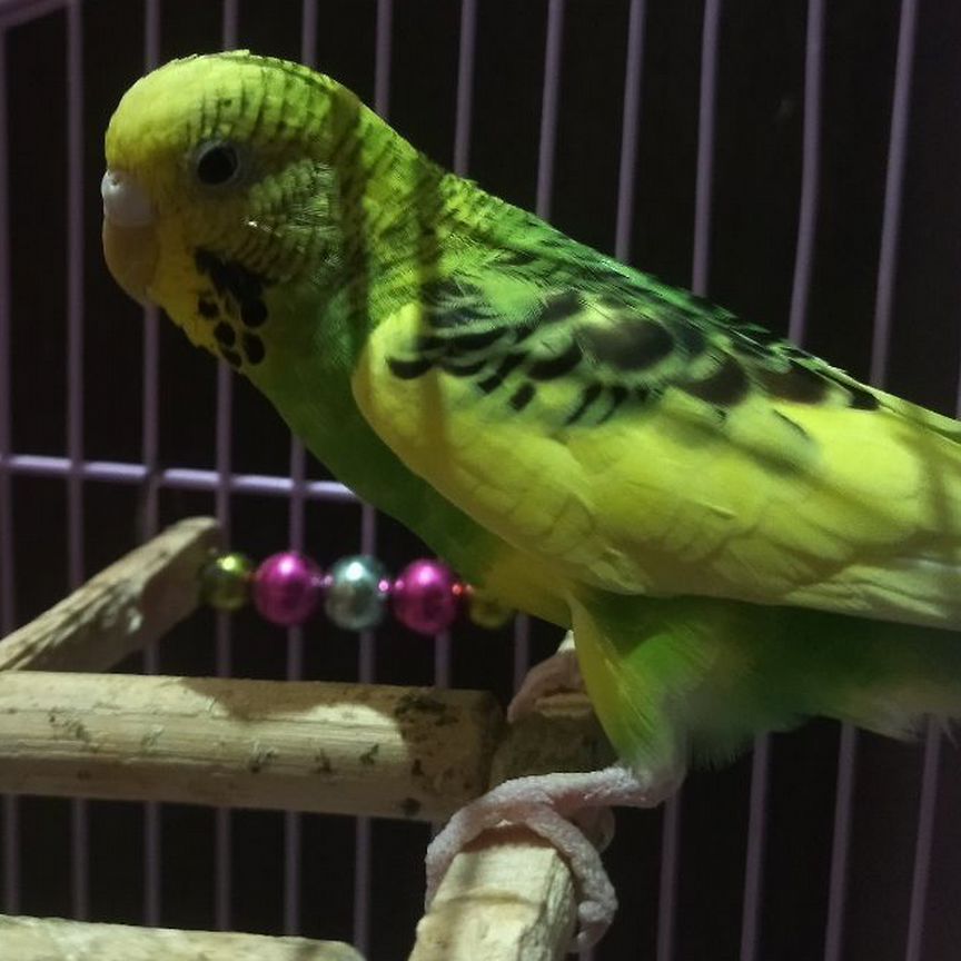 Волнистый попугай самка