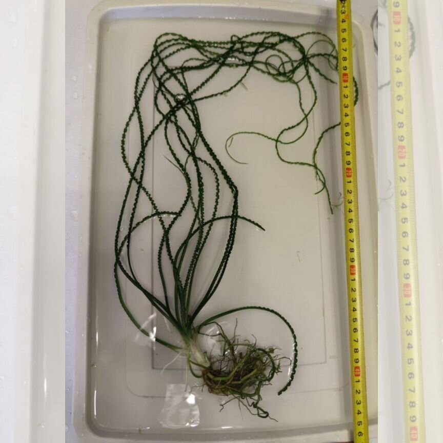 Кринум курчавый