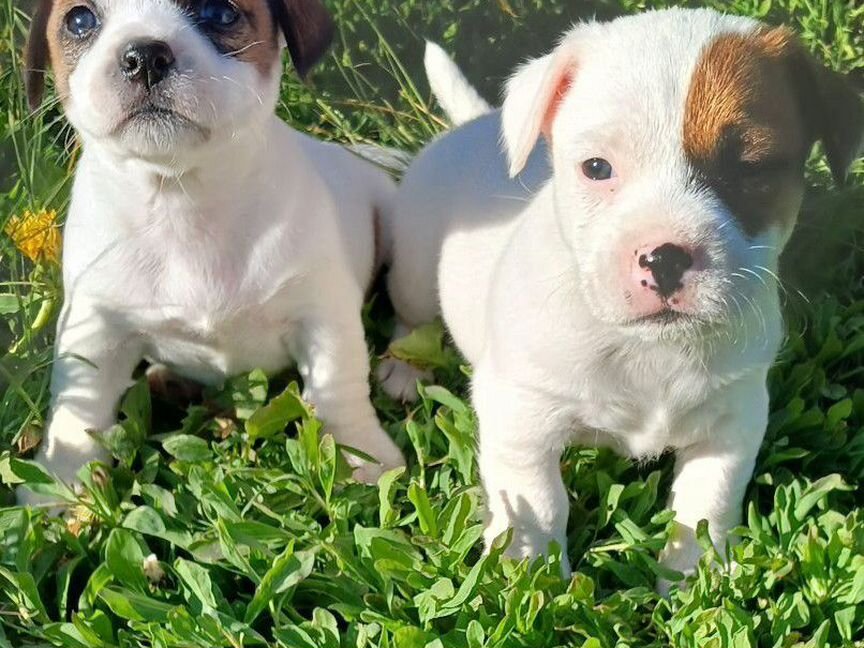 Джек рассел терьер девочки