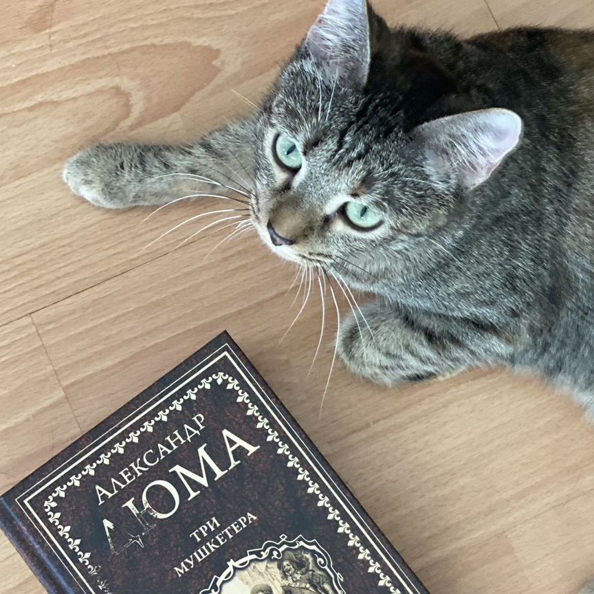 Игривая кошка Коша 1,5 года