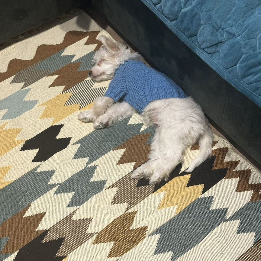 Одежда для собак