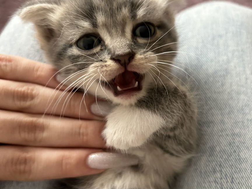 Шотландская вислоухая котята