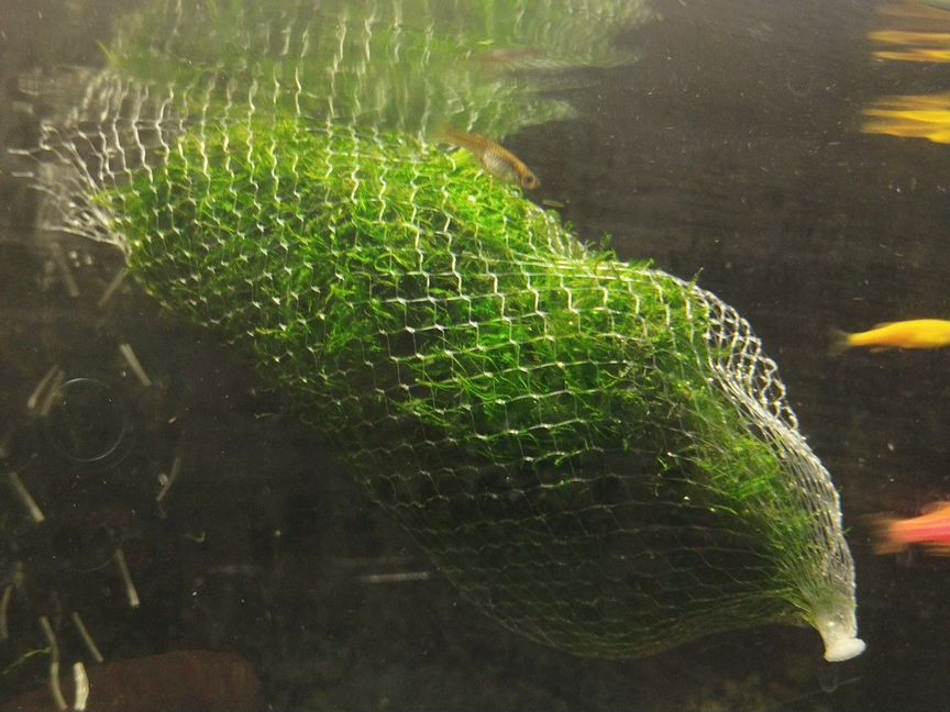 Аквариумное растение