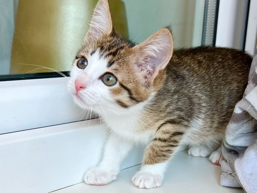 Котенок Ляля - идеальный ребенок, в добрые руки