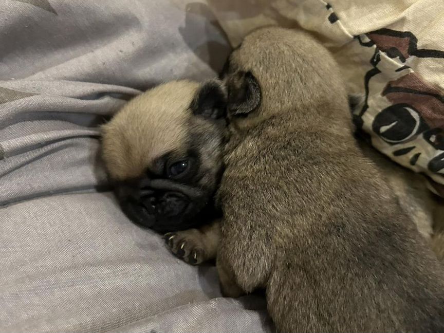 Щенки мопса девочки