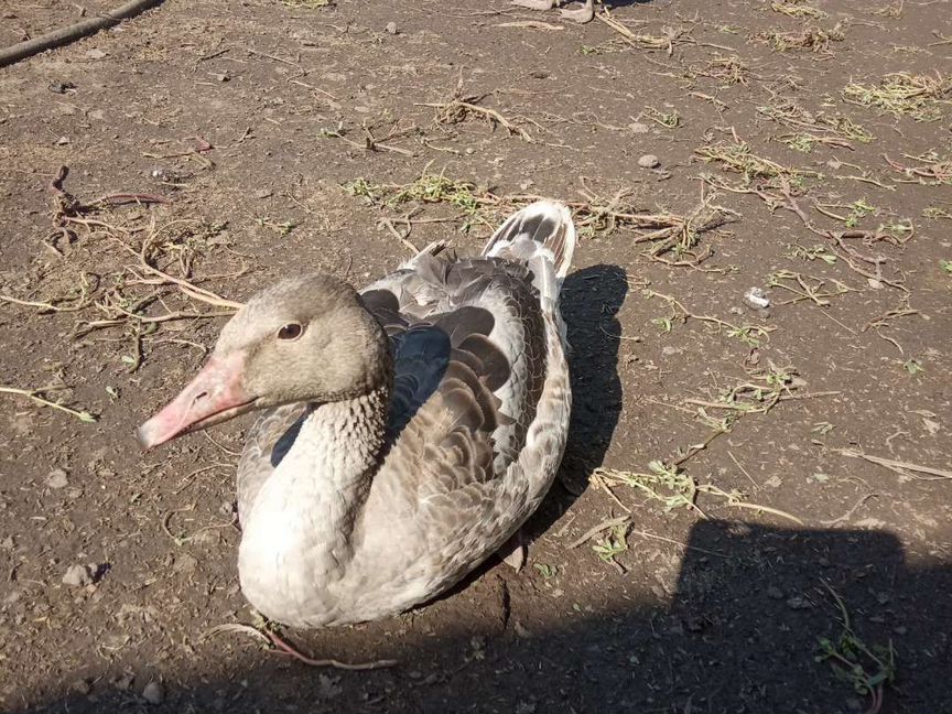 Дикие гуси