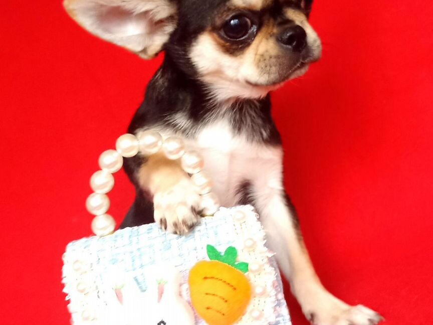 Яркая малышка чихуа