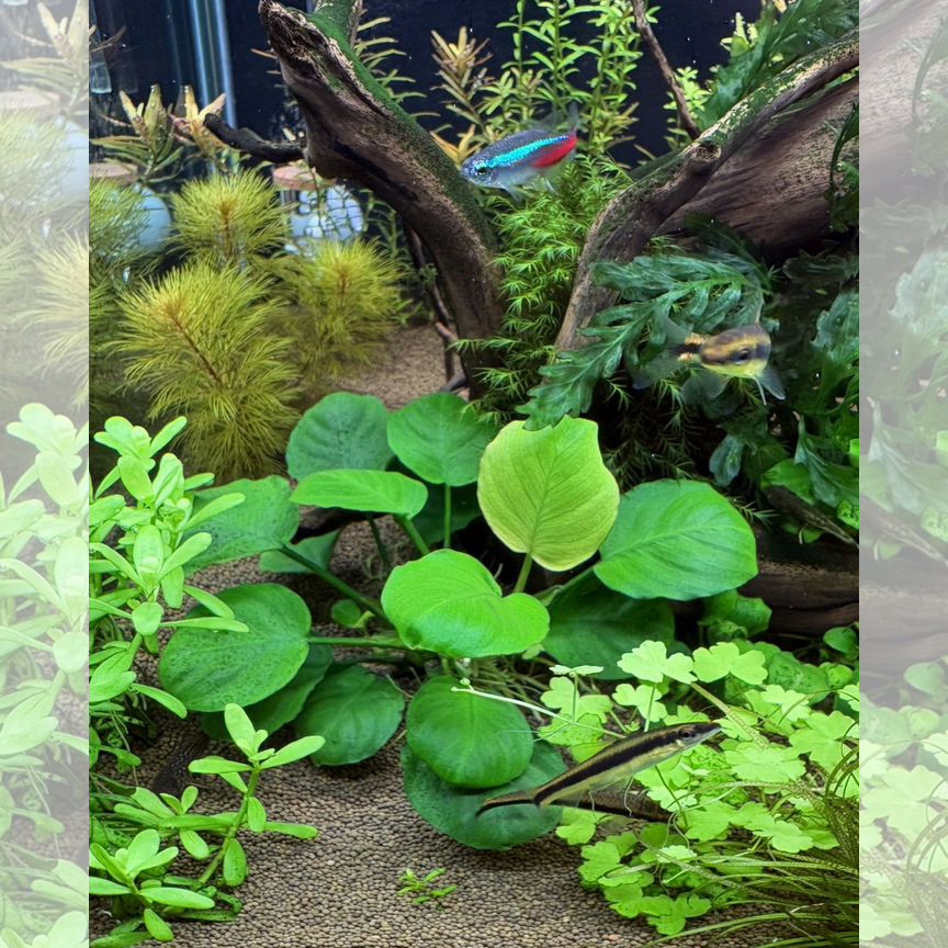 Аквариумные растения