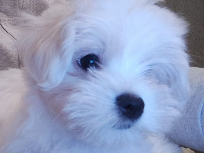 Мальтийская болонка мини