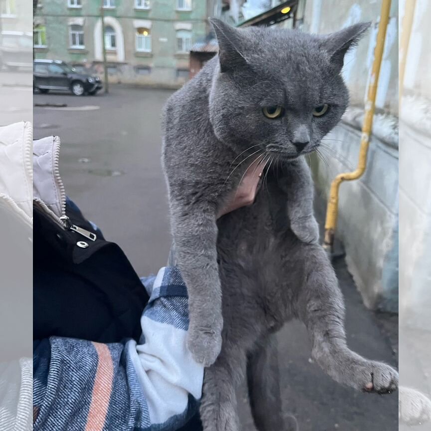 Молоденький котик, в добрые ручки