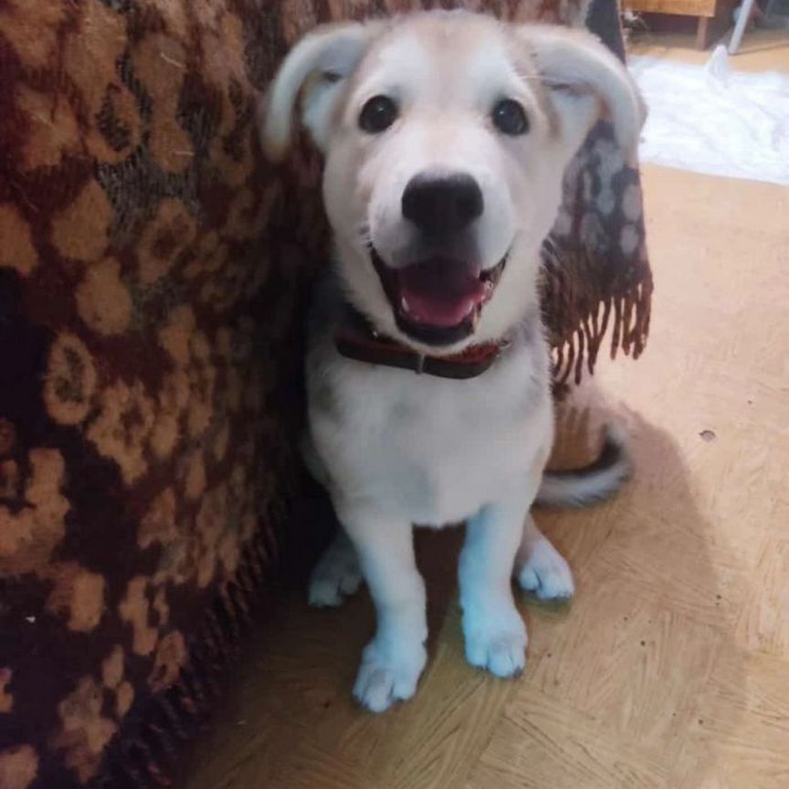 Щенок в добрые руки