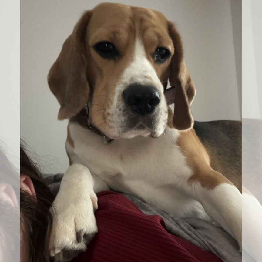 Бигль, взрослый пёс