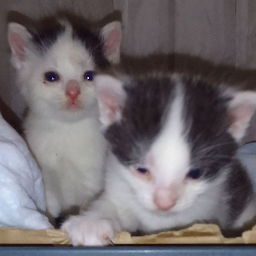 Котёнок от частного владельца