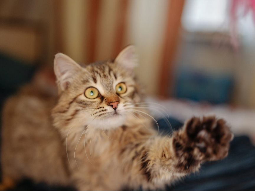 Молодая кошка в добрые руки