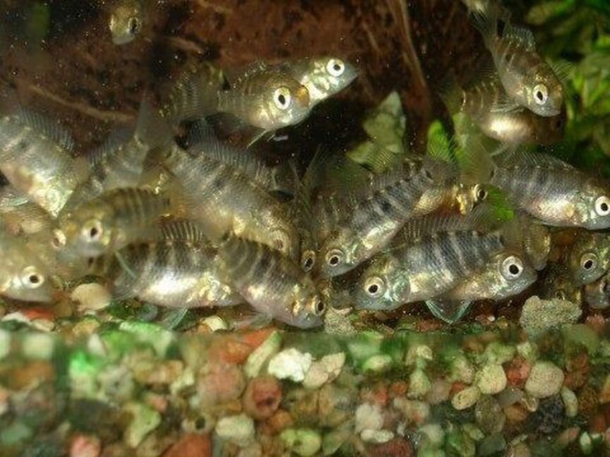 Мальки бирюзовой акары