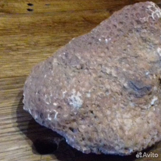 Окаменелость коралл