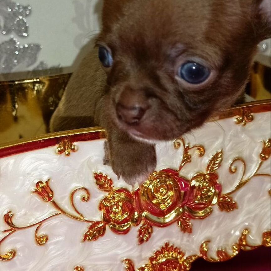 Щенки чихуахуа