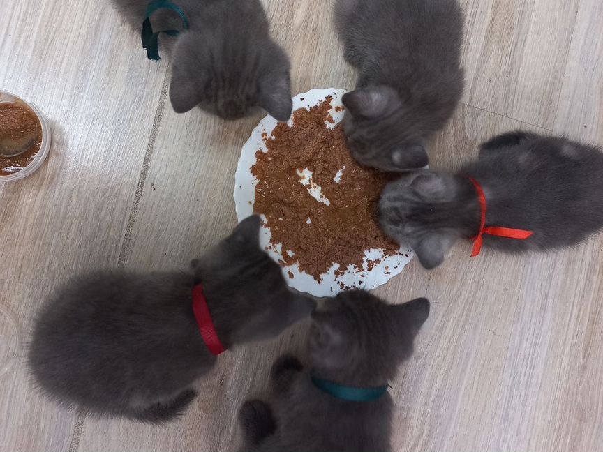 Британские котята чистокровные