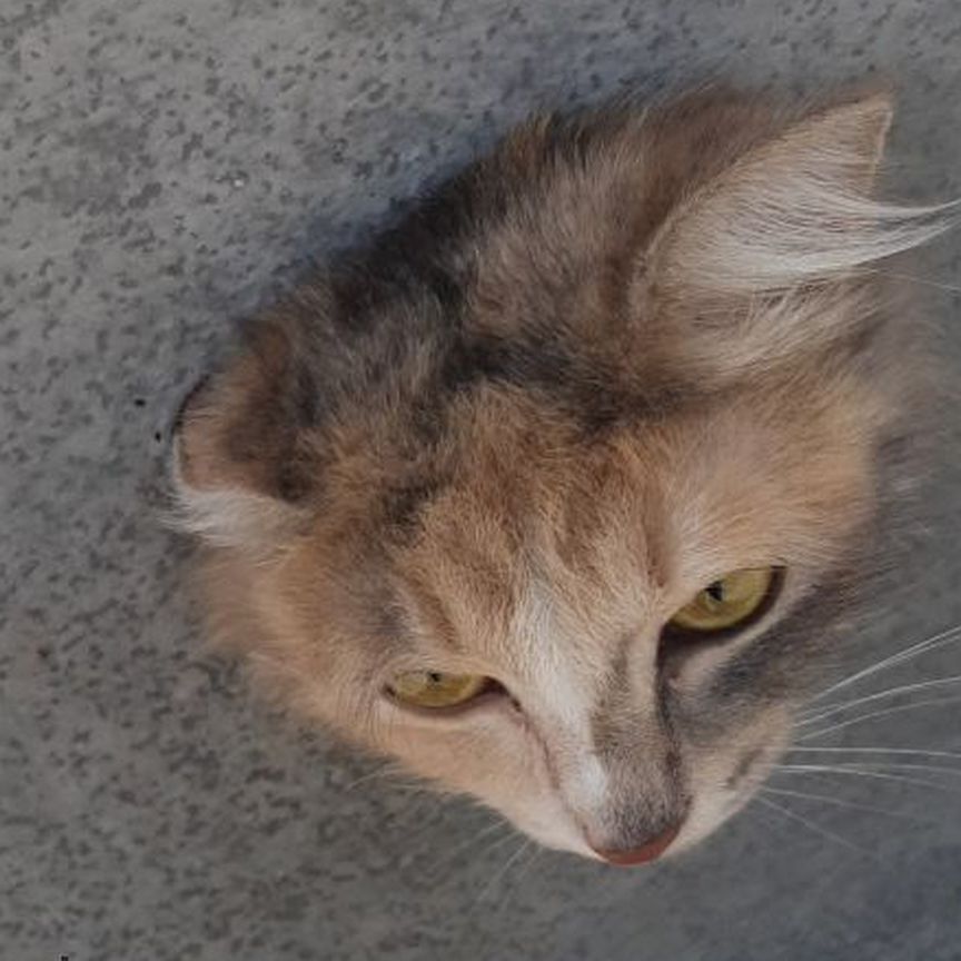 Котику(кошечке нужна передержка или сразу дом