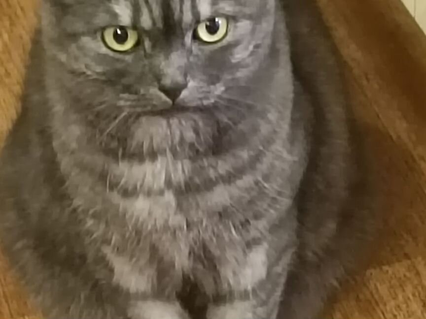 Британец кот в дар