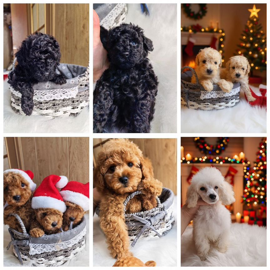 Той-пудель, щенок