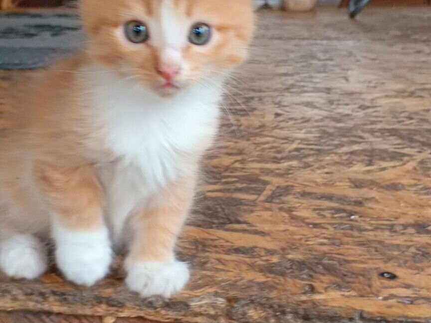 Котята
