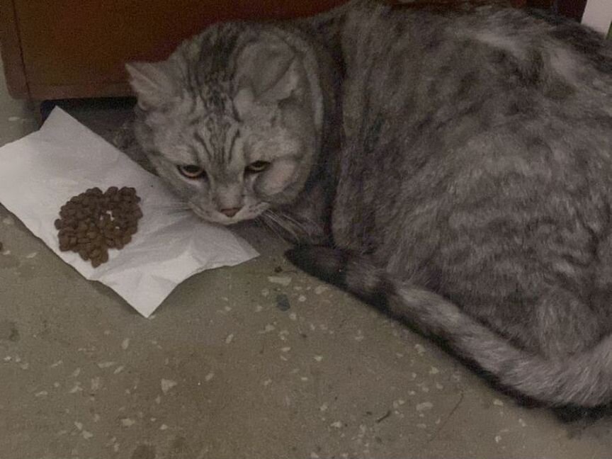 Кошка в дар бесплатно