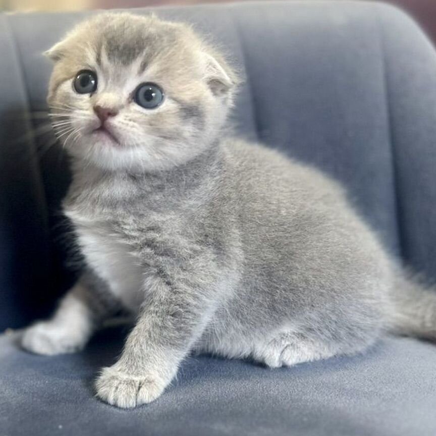 Шотландские вислоухие котята
